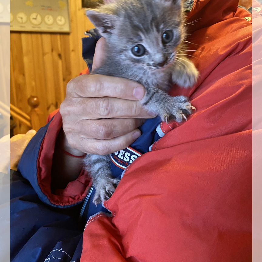 Котенок в добрые руки