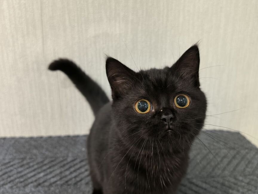 Шотландский мальчик и девочка