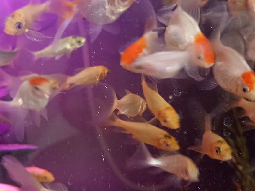 Карпы кои, золотые рыбки