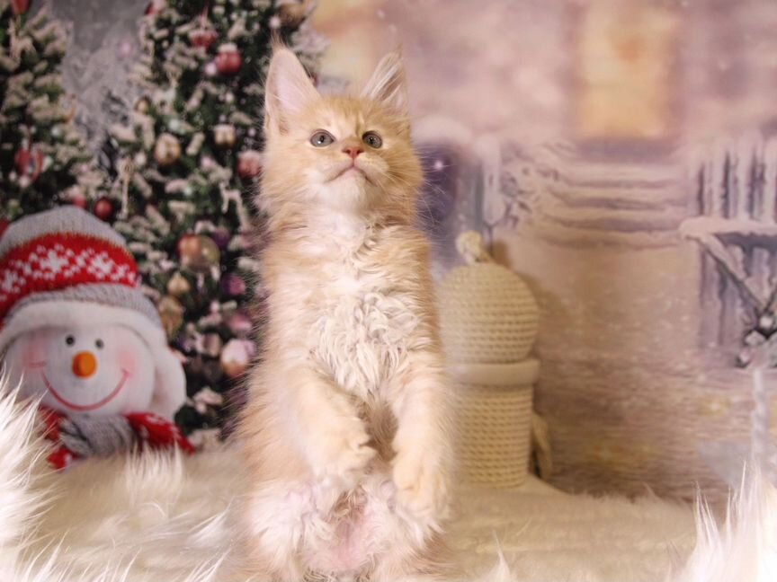 Котик Мейн Кун