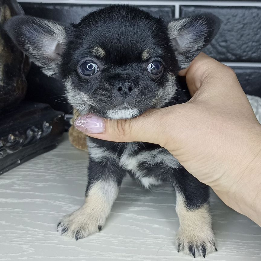 Чихуахуа мальчик