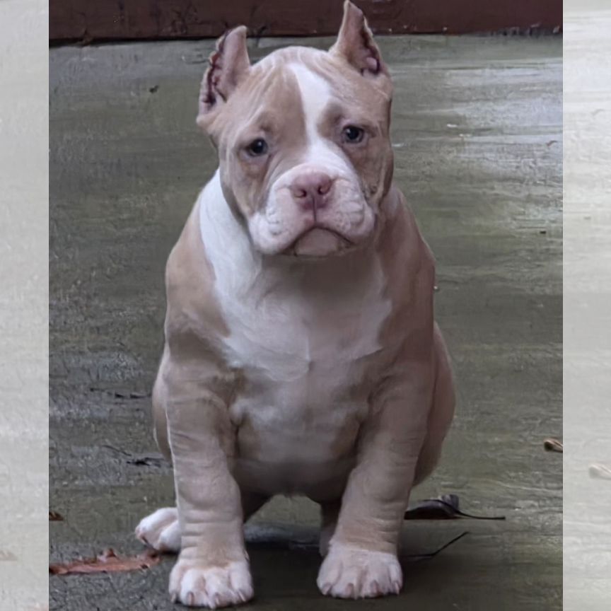Американский булли, щенок