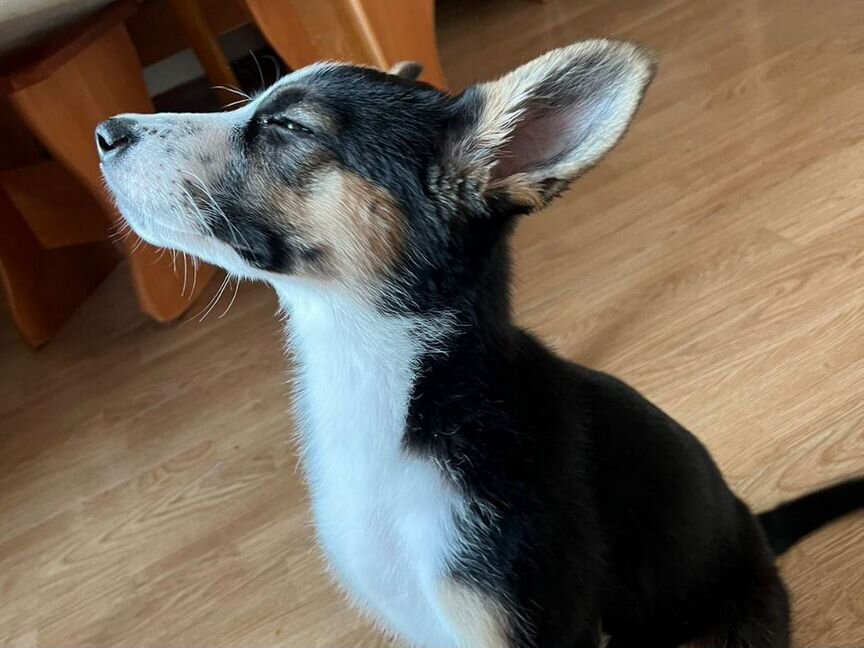 Щенок в добрые руки