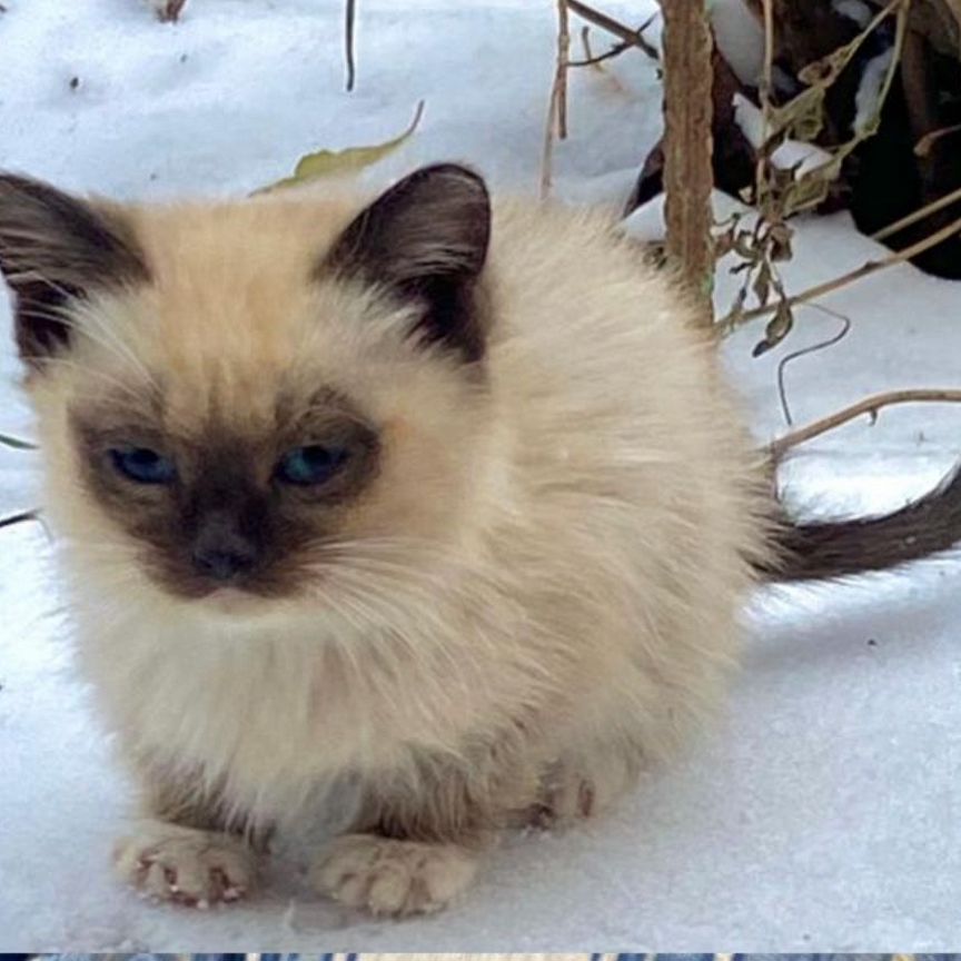Котенок девочка замерзает