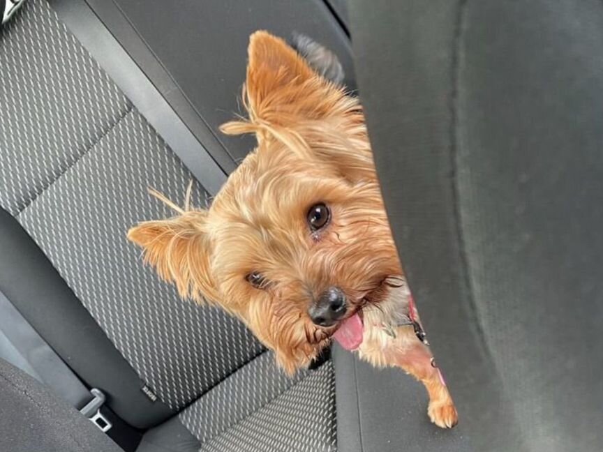 Йорк вязка мальчик