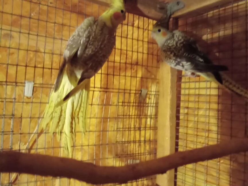 Попугай Кореллы