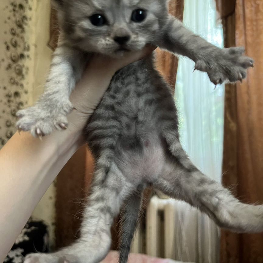 Шотландская