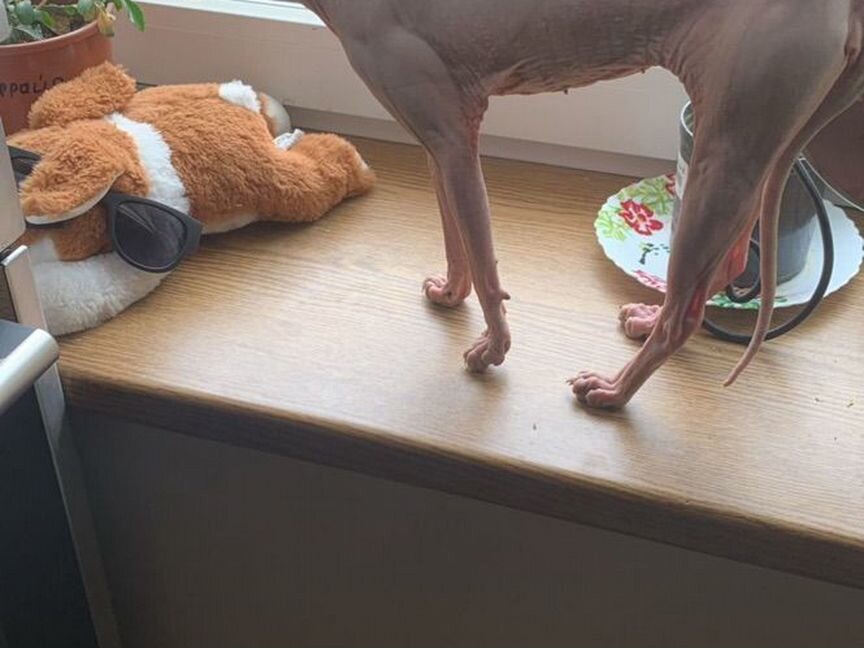 Отдам бесплатно сфинкс