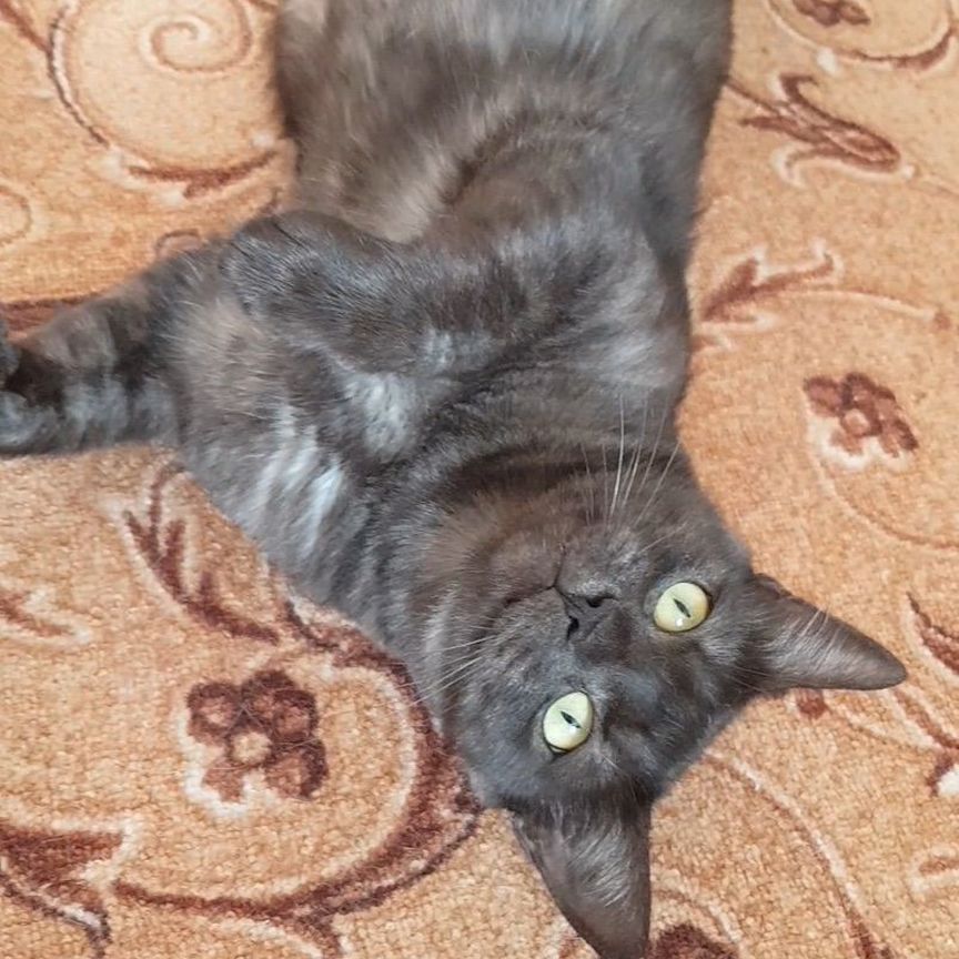 Кошка