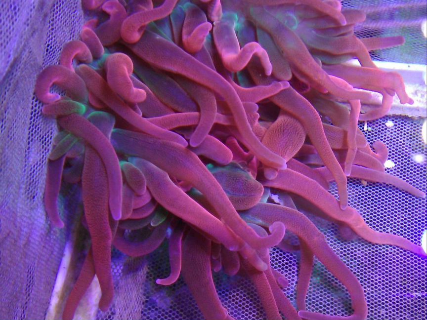 Мягкие кораллы для морского аквариума