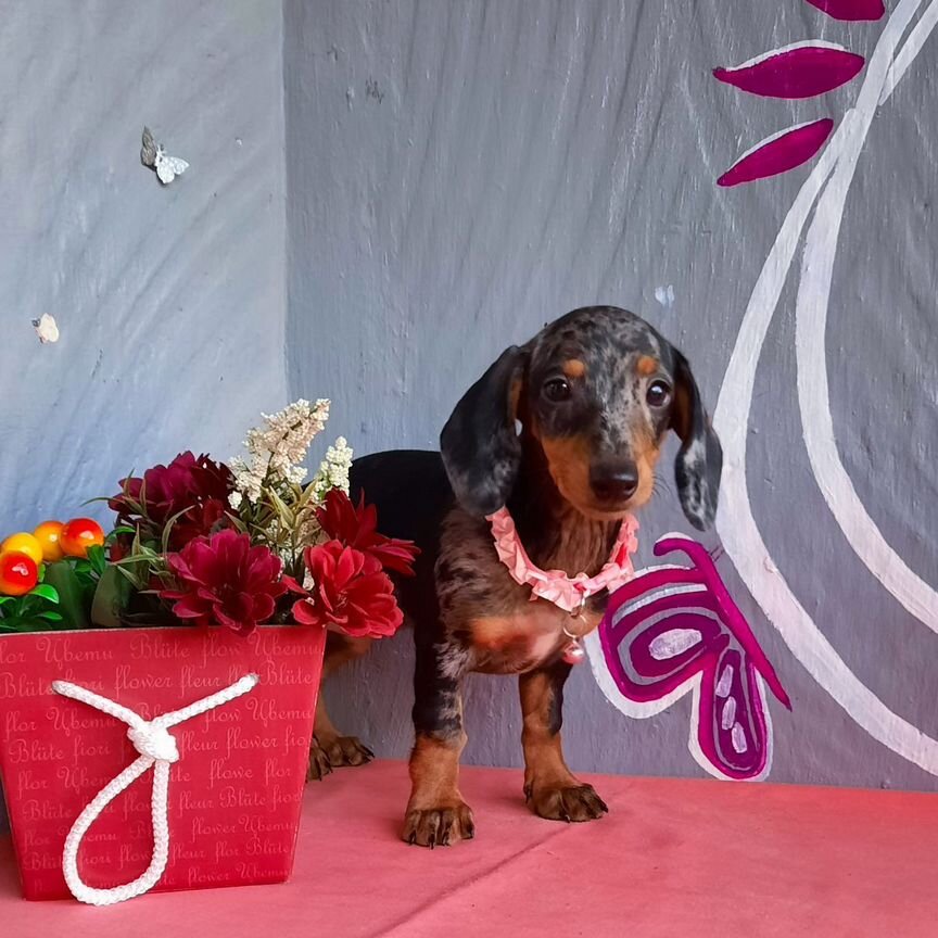 Щенки таксы ждут хозяев