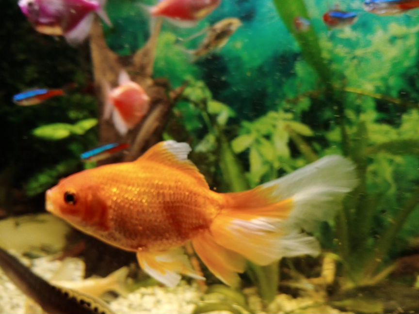 Золотая рыбка