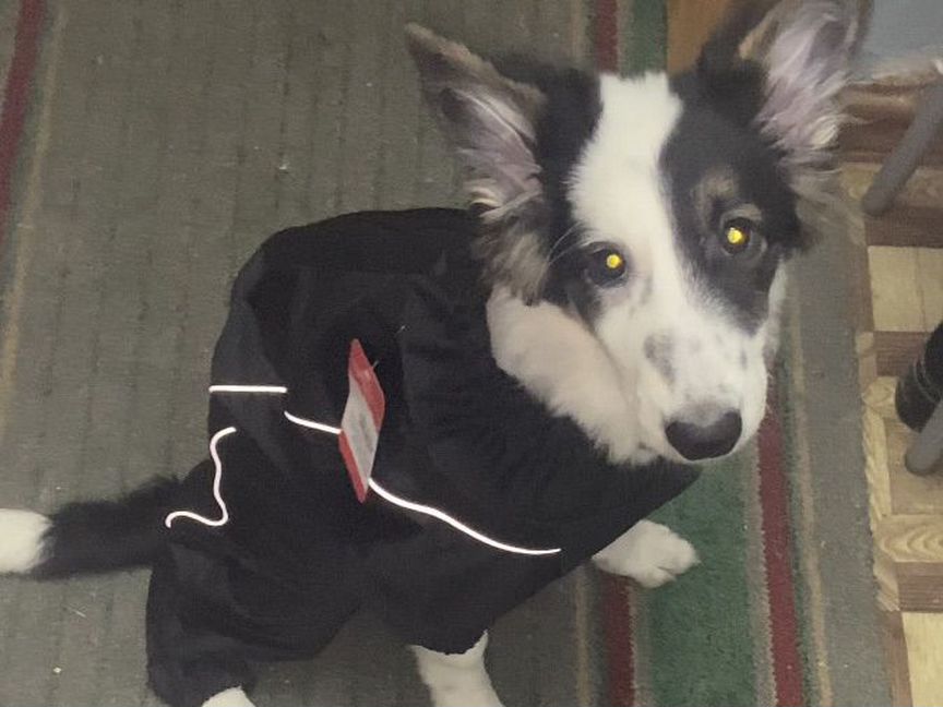 Щенок девочка в добрые руки