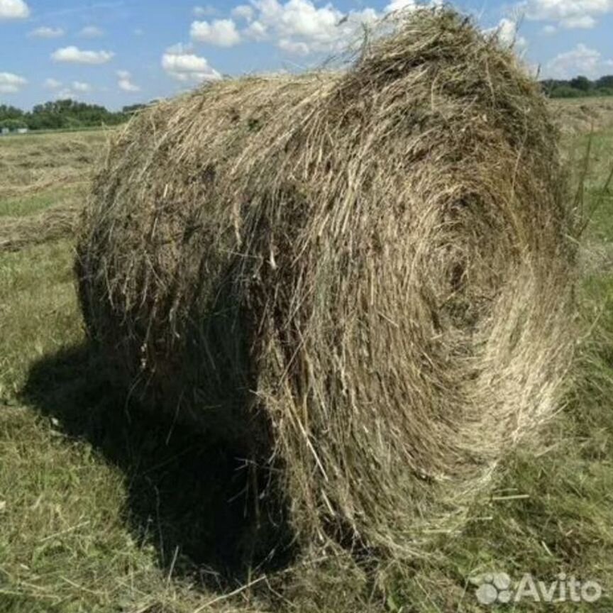 Сено в рулонах