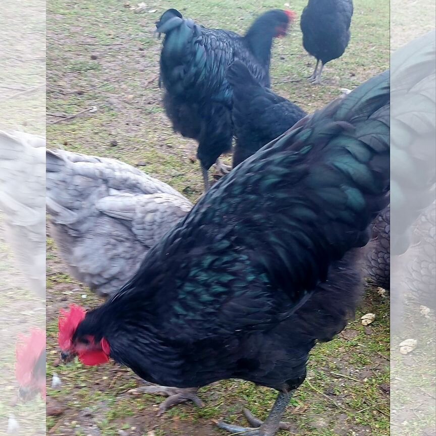 Петухи Джерсийский гигант