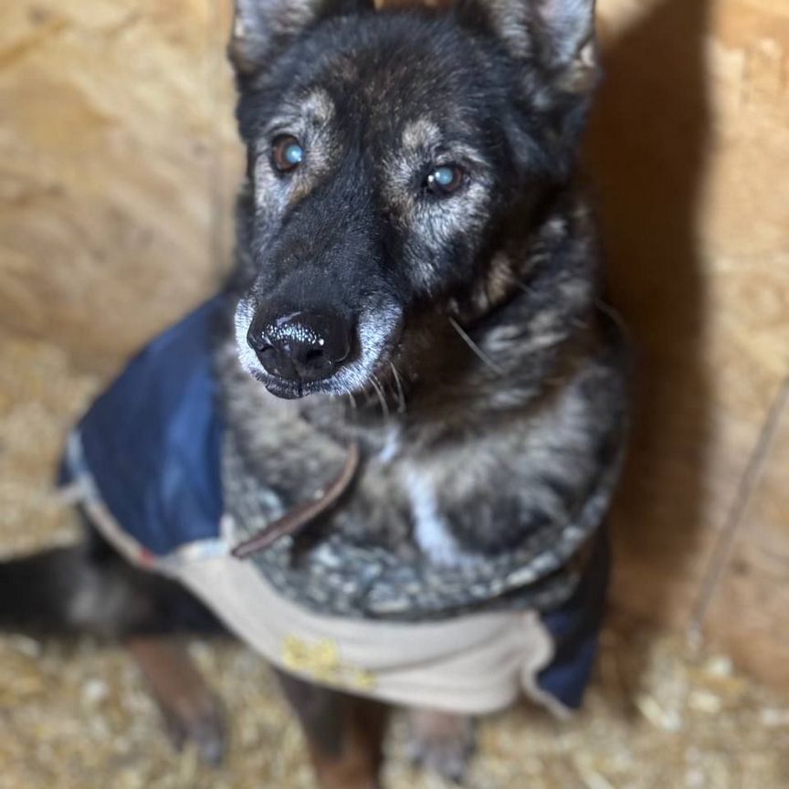 Собачка Блюз- беззубый пожилой пёс ищет дом