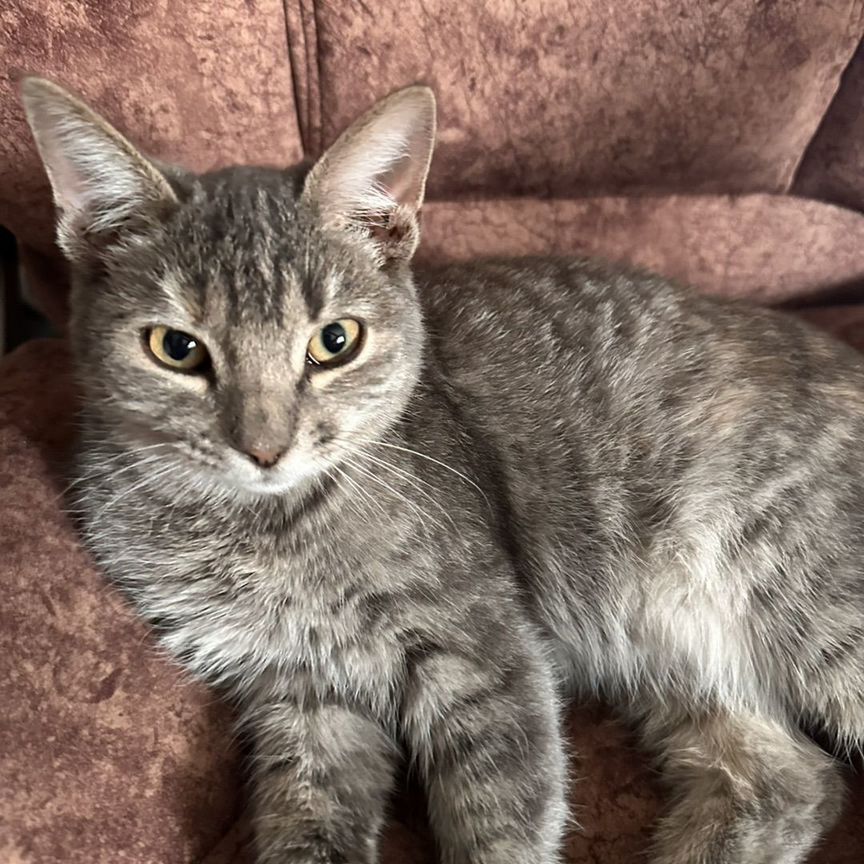 Котенок ищет новый дом