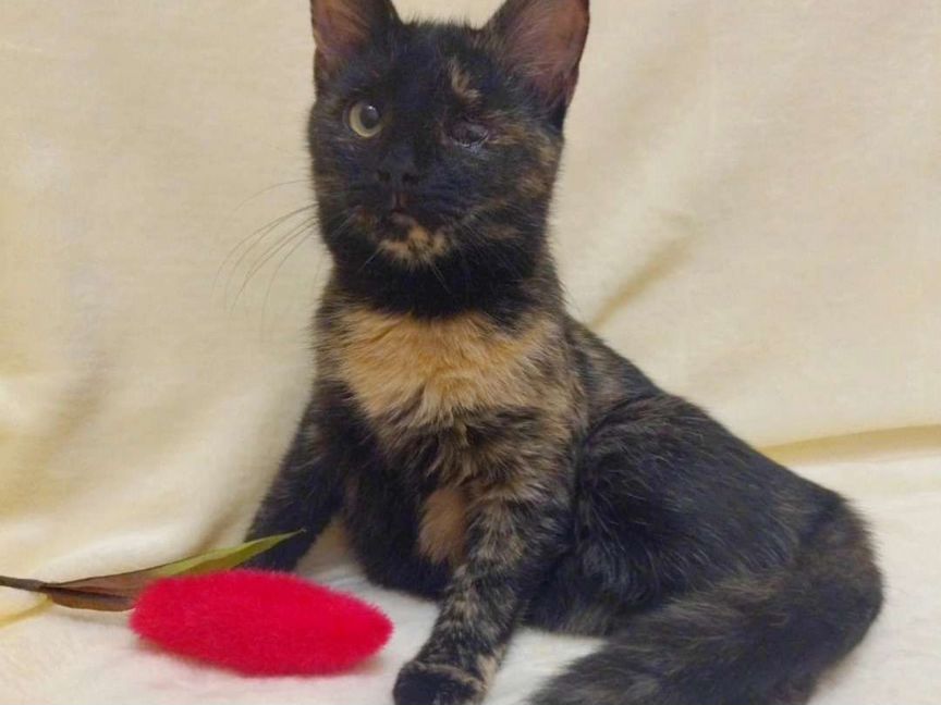 Кошка в дар