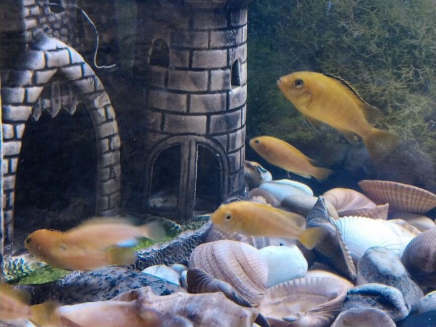 Аквариумные рыбки еллоу