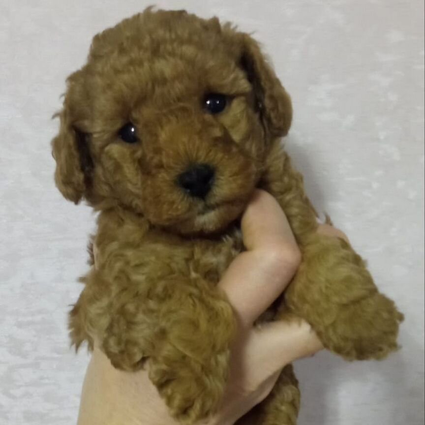 Малыш той/миниатюрный пудель