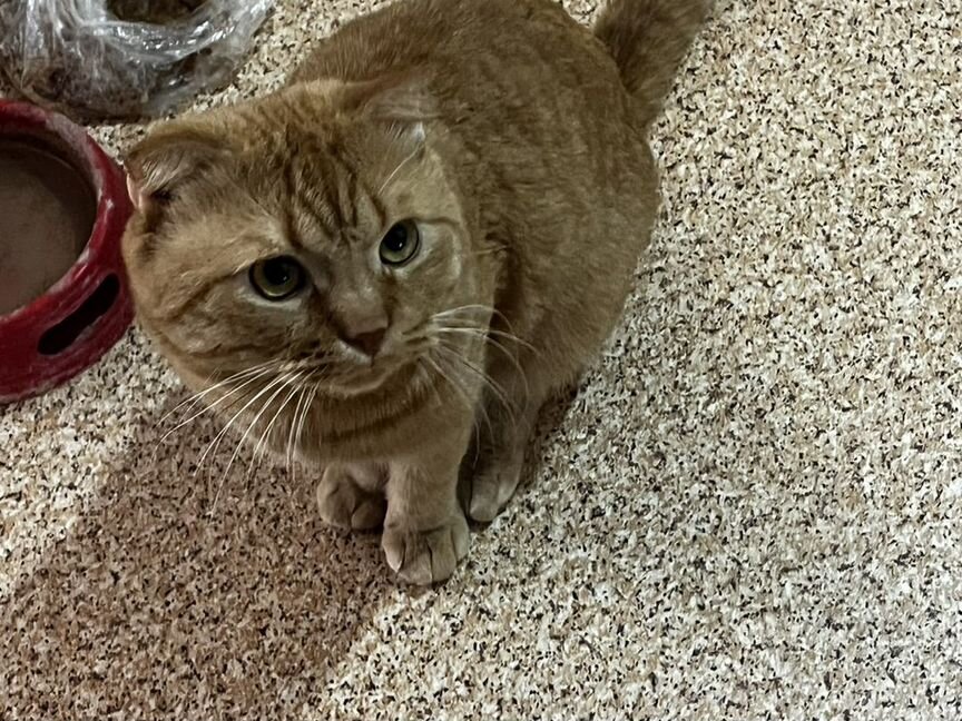 Кошка