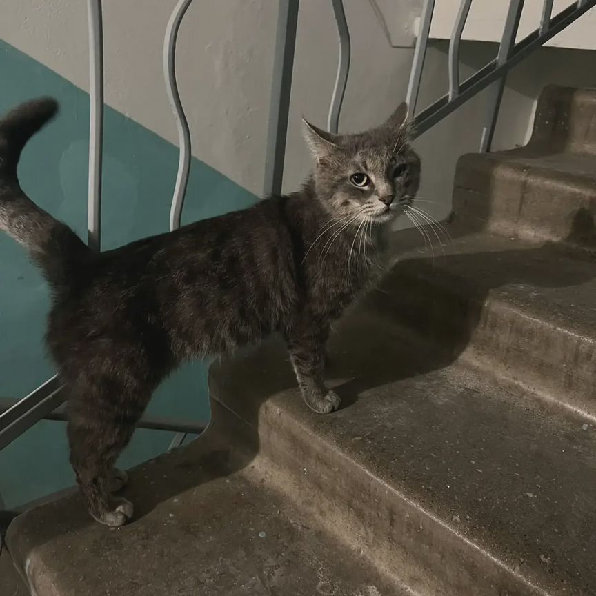 Взрослый кот в добрые руки