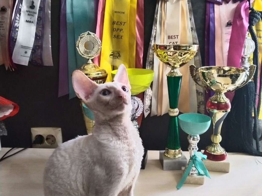Котята корниш-рекс