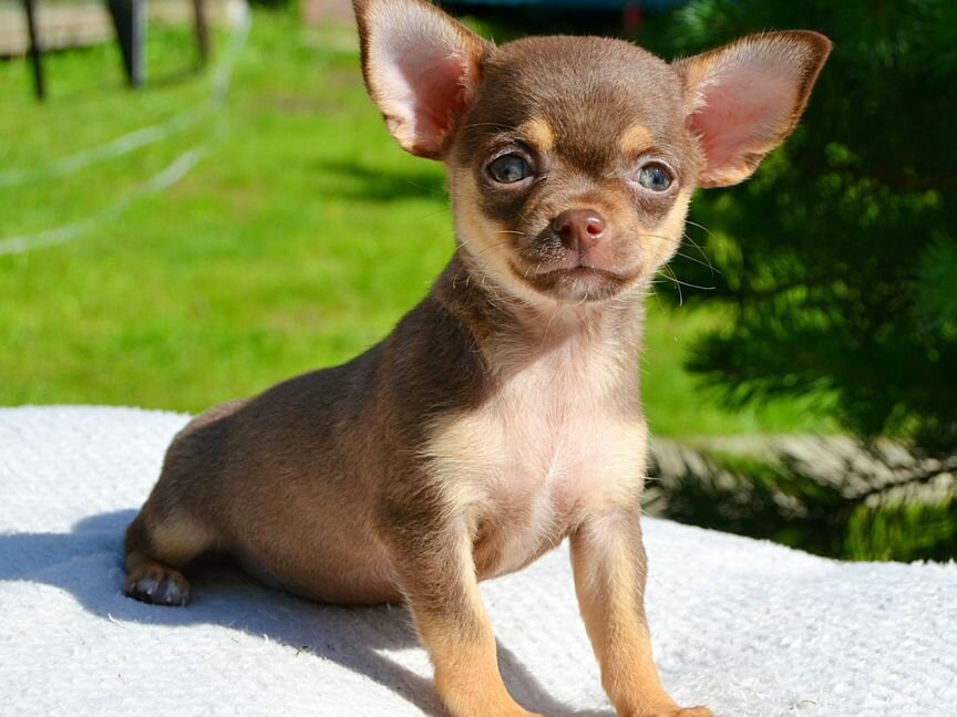Красотуля чихуахуа