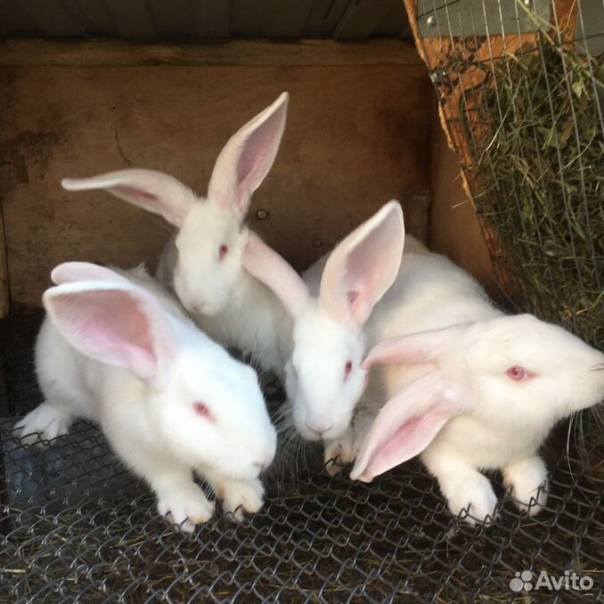 Продаю кроликов, разного возраста