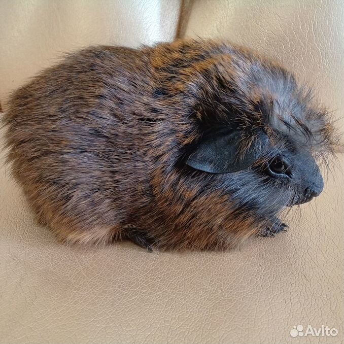 Морские свинки болдуины