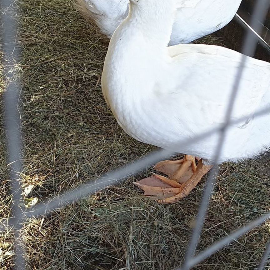 Утка chery велли