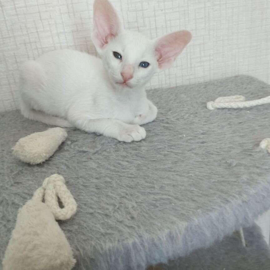 Ориентальный котёнок