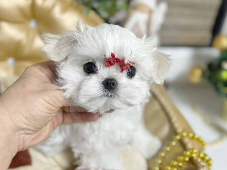 Премиум мини мальтезе Корея- девочка