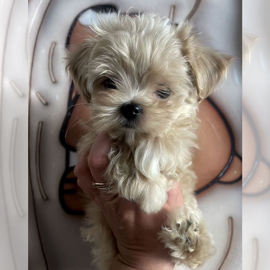 Мальтипу, щенок