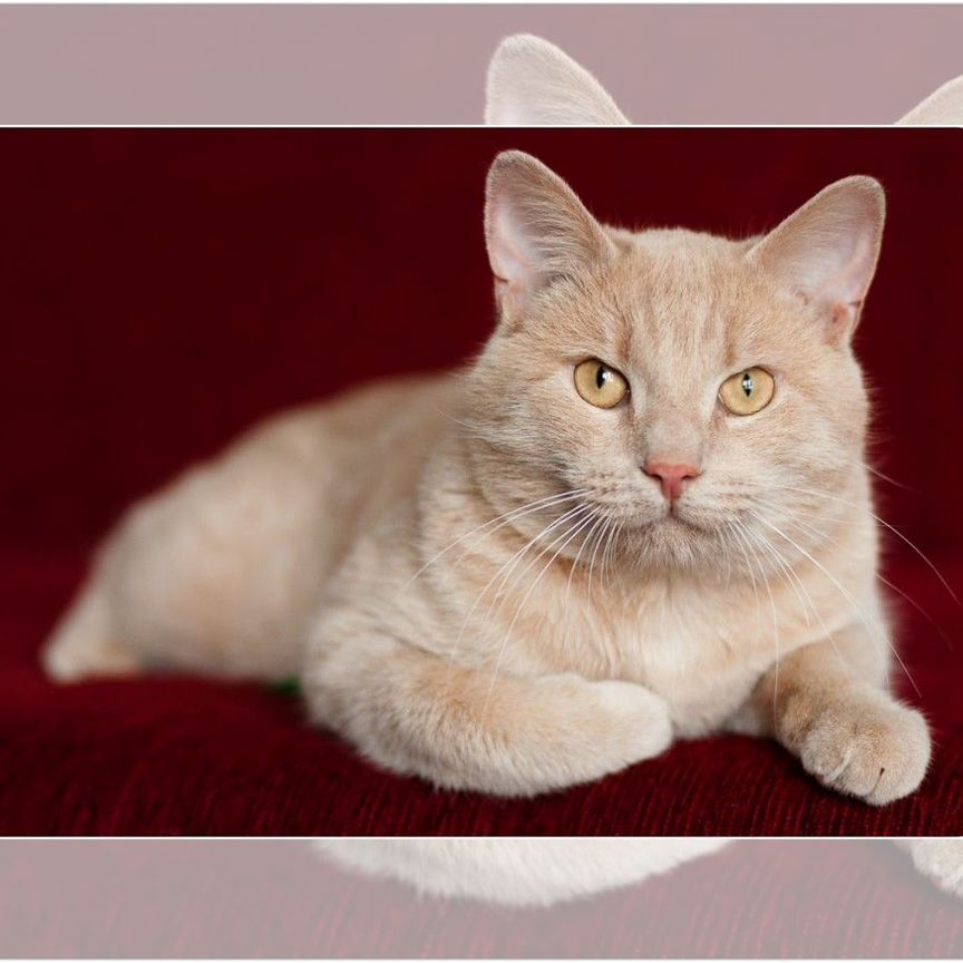 Европейский короткошёрстный котёнок