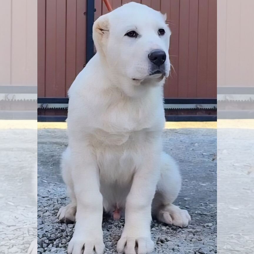 Среднеазиатская овчарка, щенок