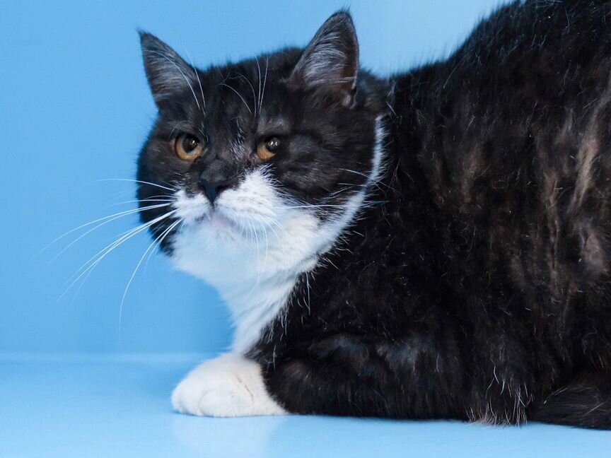 Назвали Усики