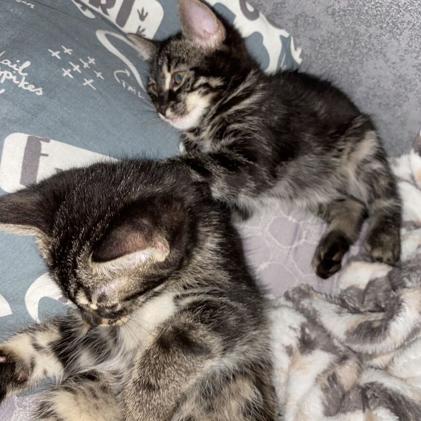 Коты бенгалы