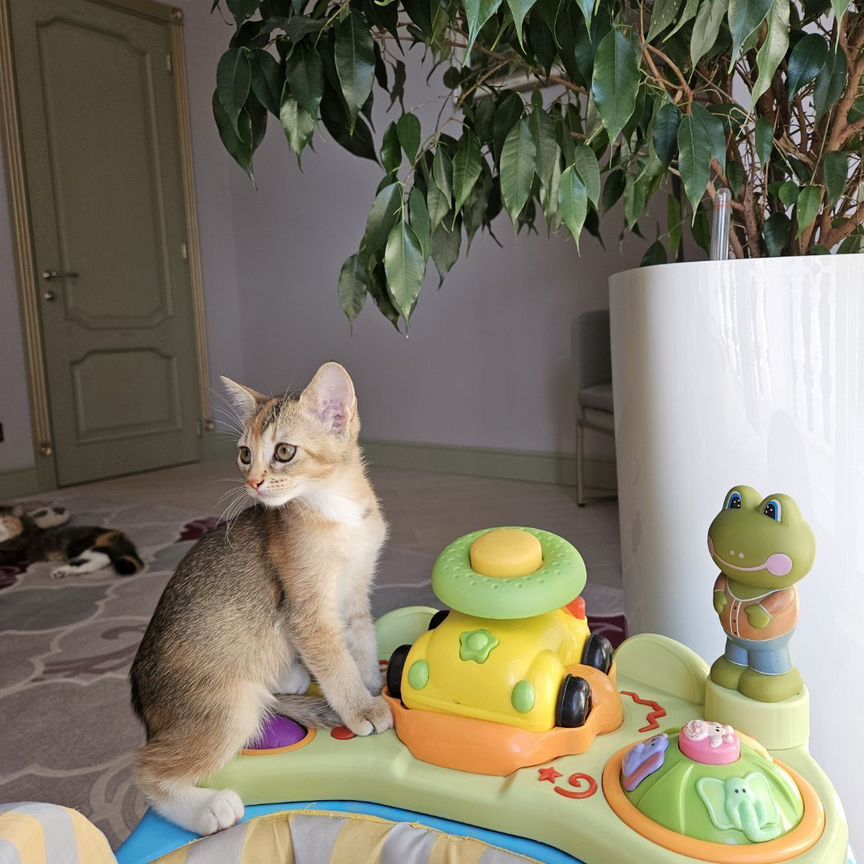 Котята