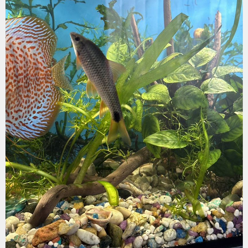 Продаю рыбку бородоед