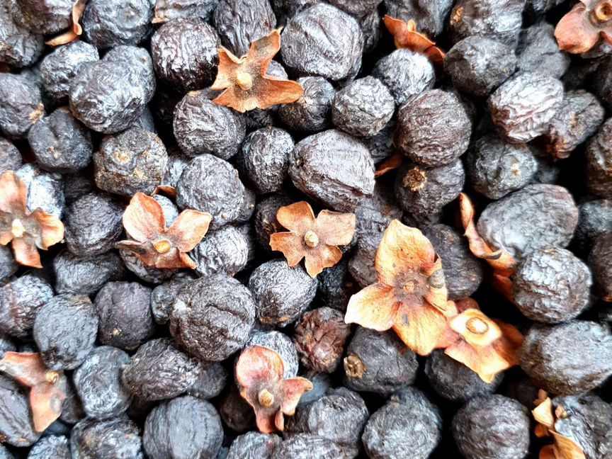 Хурма Кавказкая мини,лакомство для грызунoв и птиц