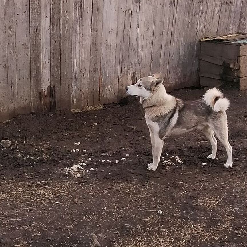 Лайка, взрослый пёс