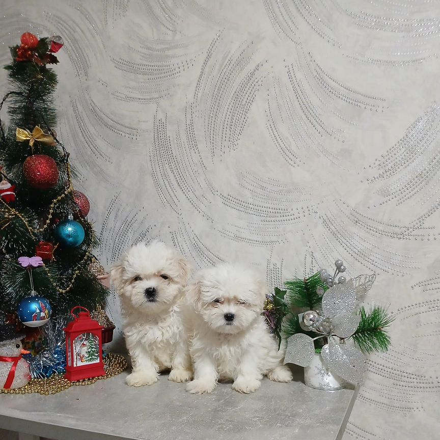 Щенки мальтиши