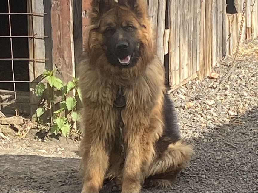 Немецкая овчарка