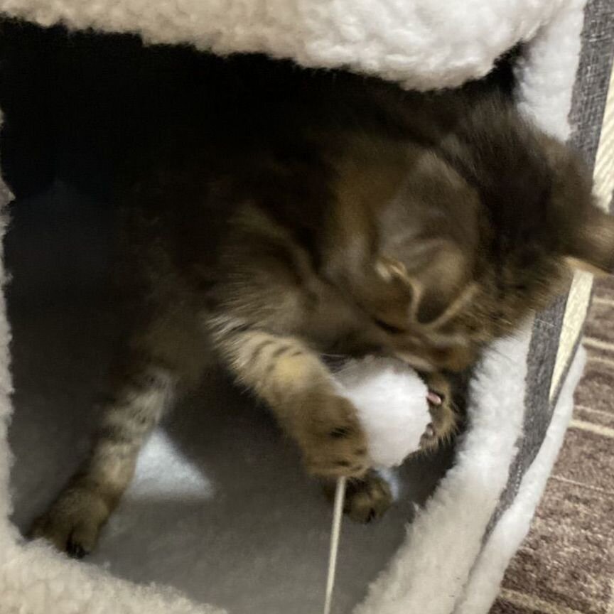 Британский короткошёрстный котёнок