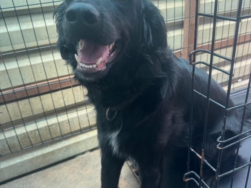 Молодой красивый пес ищет дом