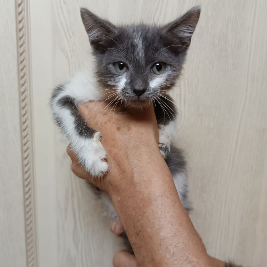 Котёнок