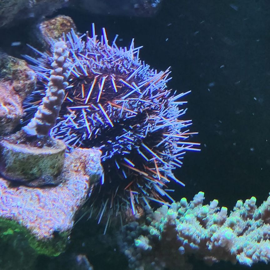 Морской еж