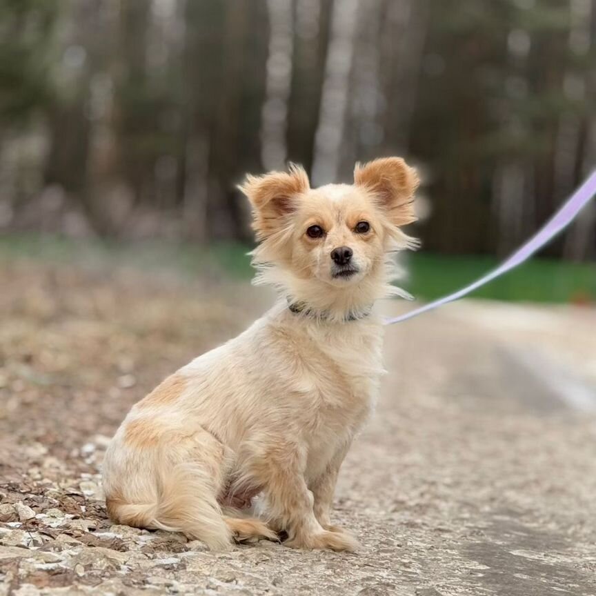 Маленькая собака в добрые руки