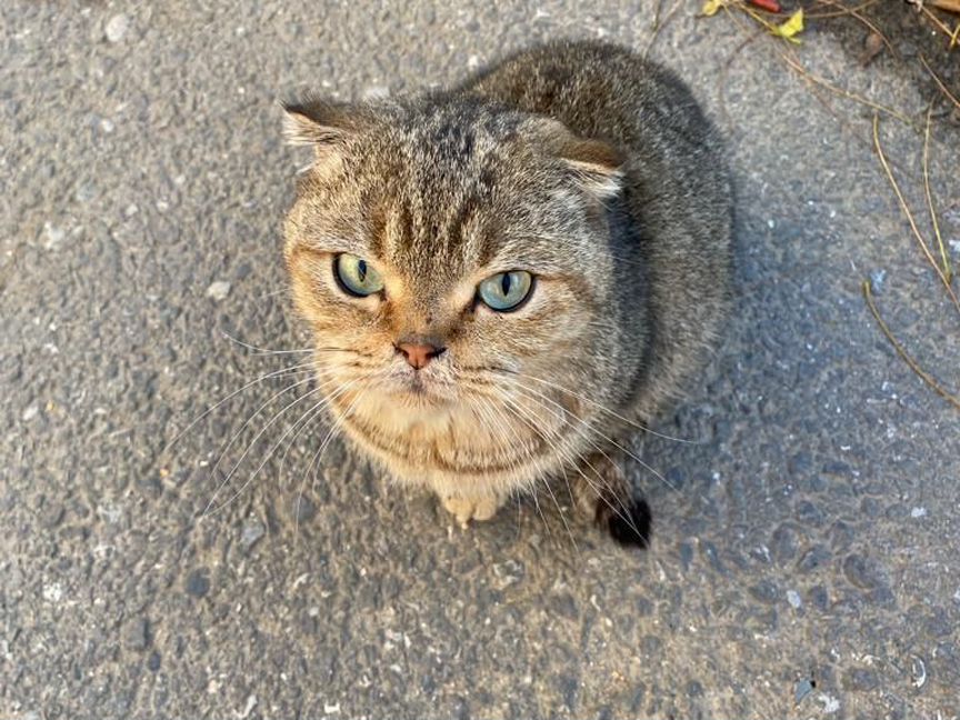 Милый котик